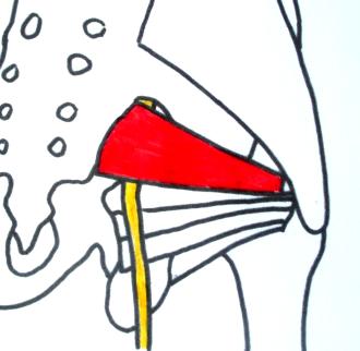 Spier e.a structuren: Klacht diep in bil | Fysiotransparant