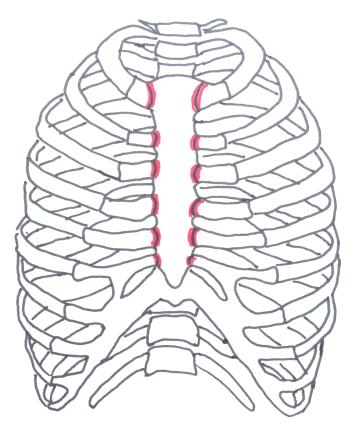Gewricht: Klachten thv borstbeen | Fysiotransparant