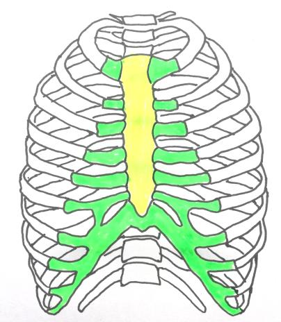 Borstkast: Trechterborst en kippenborst | Fysiotransparant