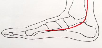 Spierpees: Klacht achterste scheenbeenspier | Fysiotransparant