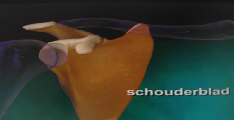 Bot: Schouderblad botbreuk | Fysiotransparant